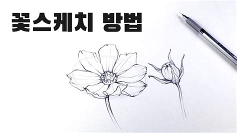 초보자를 위한 꽃 스케치 수업 꽃 잘 그리는 방법 Draw Flowers With A Pencil Youtube