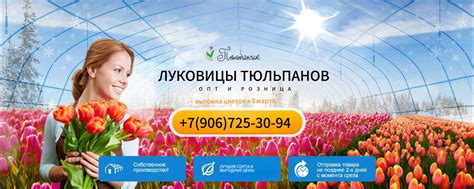 Луковицы тюльпанов Продаем луковицы тюльпанов оптом и в розницу 2025 ВКонтакте