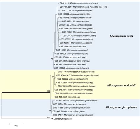 Microsporum Atlas Of Clinical Fungi