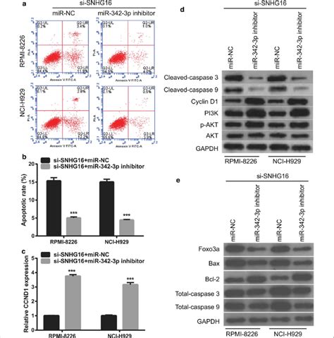 Mir 342 3p Inhibitor Attenuates The Effect Of Snhg16 Knockdown On Cell