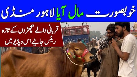 Latest Lahore Shahpur Kanjra Cow Mandi Updates ️‍🔥 Lahore Mandi Bohat