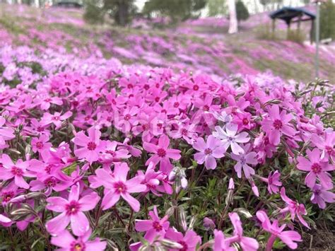 芝桜公園に咲いている芝桜 No 24036032写真素材なら写真AC無料フリーダウンロードOK