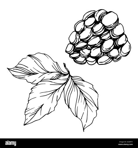 Vector Blackberry Healthy Food Black And White Engraved Ink Art
