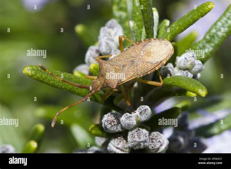 Box Bug Gonocerus Acuteangulatus Adult Feeding On Rosemary
