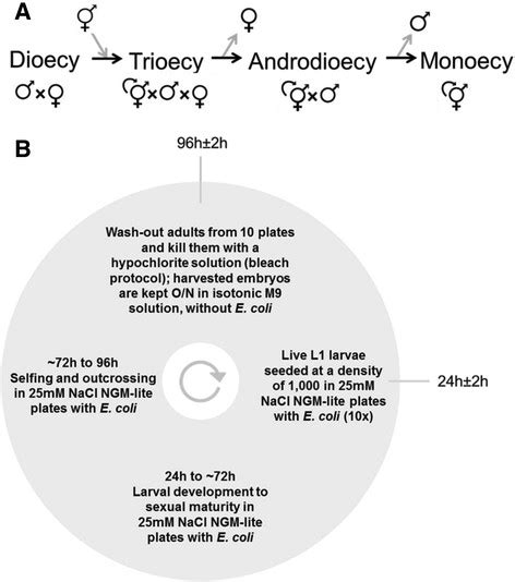 Evolutionary Transitions To Selfing In Caenorhabditis Nematodes And The