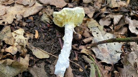 Strange Mushroom Rmushrooms