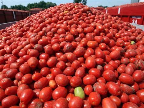 Heinz Tomato Tomato Plant Start Victory Gardeners