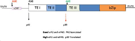 Structure Of The C Ebp Mrna Te I Ii And Iii Are Activation Domains