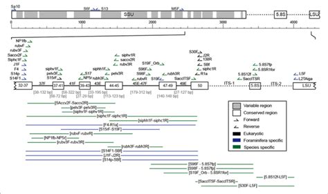 Scheme Of The Ribosomal Dna With Its Variable Gray And Conserved