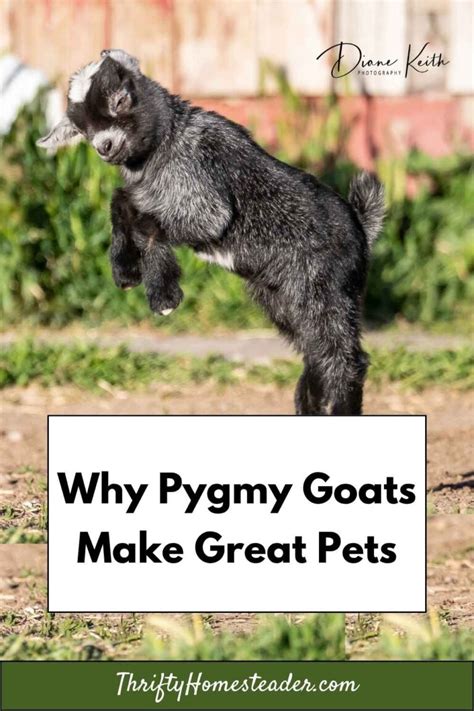 Pygmy Goats Small Hooves Big Hearts
