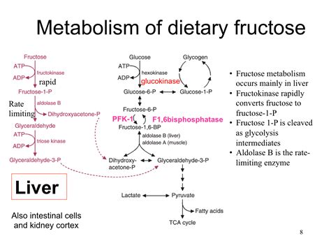 Fructose Metabolism