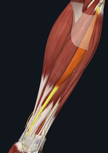 Anatomy Upper Limbs Iii Flashcards Quizlet