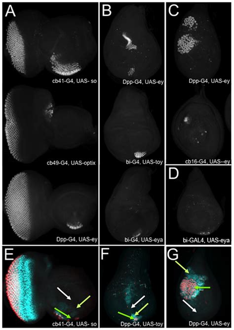 Ectopic Eyes Develop In A Narrow Range Of Cells Within Developing