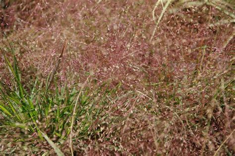 Purple Love Grass Eragrostis Spectabilis Growing Guides