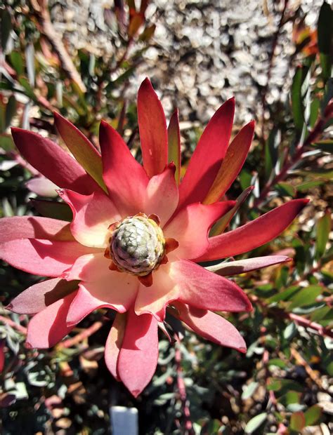 Leucadendron Devils Blush In 50mm Forestry Tube Trigg Plants