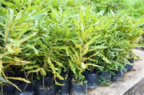 Are Macadamia Trees Frost Tolerant 3 Ways To Protect Them 🐝