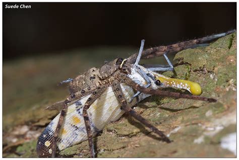 Suede Wildlife Photography