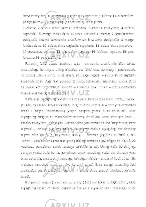 Bosh Skeleti Anatomiya Referatlar