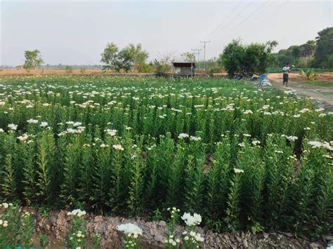 ကျိုက်မရောမြို့နယ်တွင် ဂန္တမာပန်းများ လှိုင်လှိုင်ထွက်ရှိ၍ ပန်းစိုက်သူမ