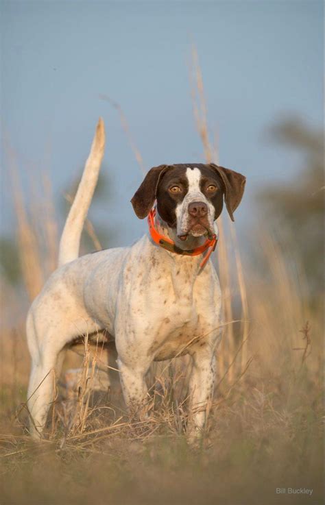 Best English Pointer Posts Reddit