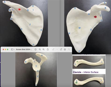 Diagram Of ANAT Topic Intro Osteology Bones Of Upper Limb Quizlet