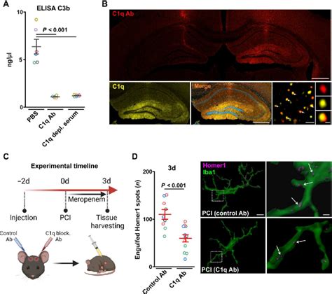 C1q Blocking Antibody Decreases C1q Induced Synapse Pruning After