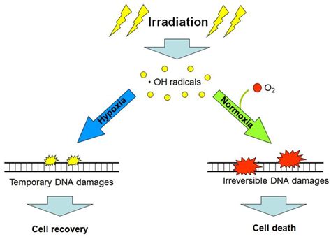 Cancers Free Full Text Hypoxia Induced Cancer Cell Responses