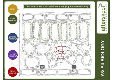 O Level Biology 101 Cross Section Of A Dicotyledonous Leaf