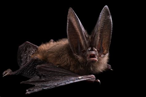 Townsends Big Eared Bat Corynorhinus Plecotus Townsendii Carnivora