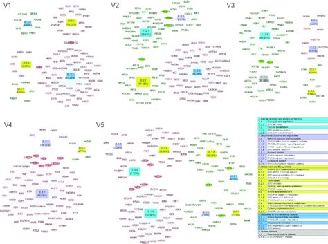 Functional Annotation Clustering Network Facn Of Htr Cluster Download Scientific Diagram