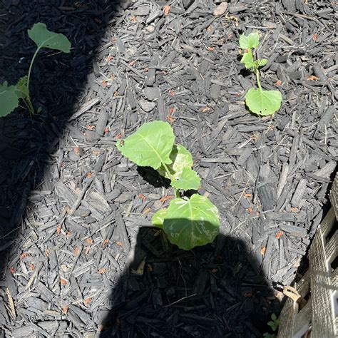 What To Do About Bugs On My Broccoli 🐛