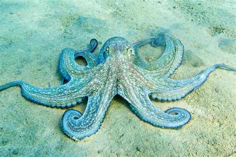 Interesting Facts About Octopus Eyes And Vision