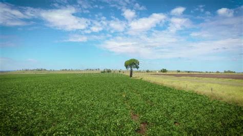 Long Push In On A Lone Queensland Bottle Tree In The Centre Of Frame