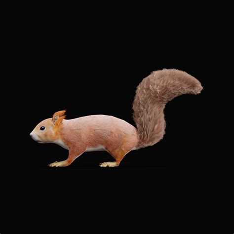 Sciurus Vulgaris Squirrel Superhive Formerly Blender Market