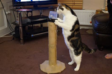 Cat Laser Tower 7 Steps With Pictures Instructables