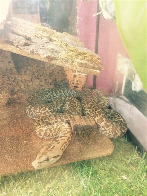 Python Molurus Albino Granito Fauna Exótica