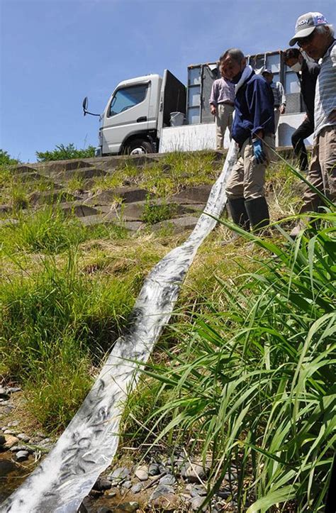 アユ釣り解禁へ準備着々 東山で稚魚放流 砂鉄川漁協支部一関Iwanichi Online 岩手日日新聞社