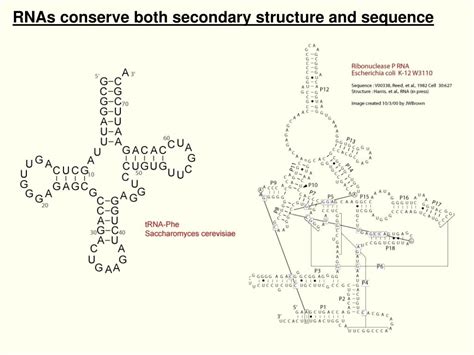 Ppt Remote Rna Homology Detection Powerpoint Presentation Free
