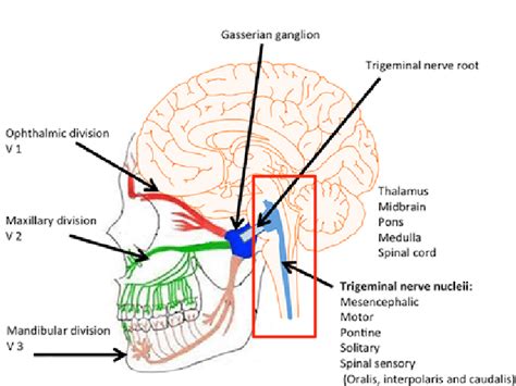 Central Neural Pathways Relevant To The Trigeminal System Download