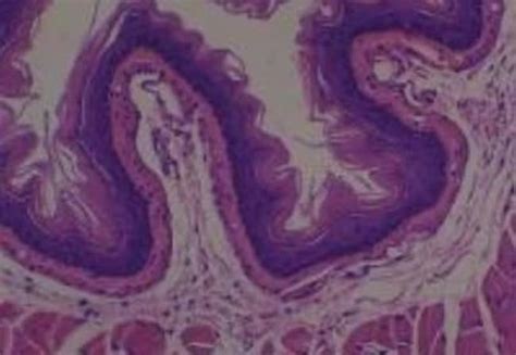 Novus Biologicals™ Mouse Multi Organ Tissue Microarray Normal Mouse