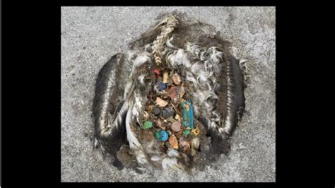 Pétition · Libérer La Nature De La Pollution Des Produits Plastique à