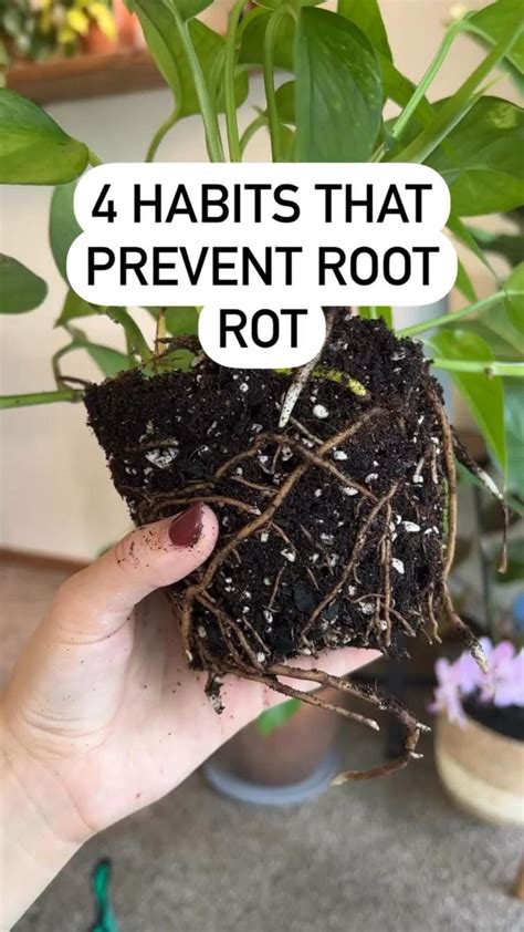 4 Habits That Prevent Root Rot In Houseplants House Plants Plant