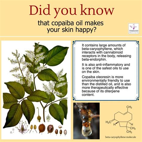 Copaiba Oil | Did You Know that Copaiba Oil Makes Your Skin Happy ...