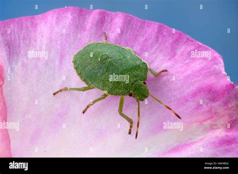 Common Green Shield Bug Palomena Prasina Green Sign Bug Palomena