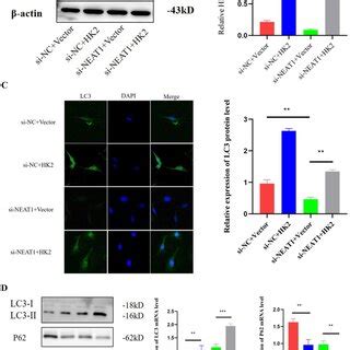 The Relationship Between LncRNA NEAT1 And MiR 466f 3p A Representative
