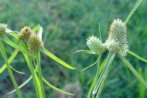 Cyperus Brevifolius