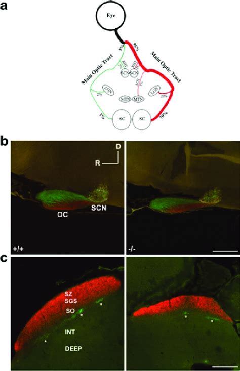 Rgc Projections To The Optic Chiasm Oc Suprachiasmatic Nucleus Scn