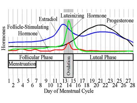 Oestrogen Hypersensitivity Vulvitis