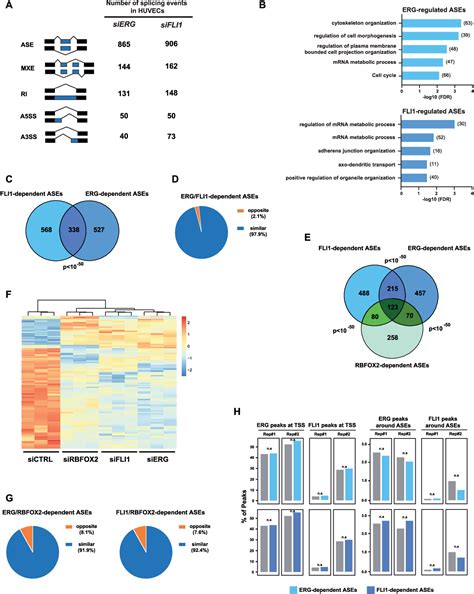 Figure 4 From Erg Transcription Factors Have A Splicing Regulatory