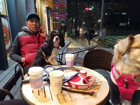 킹 찰스 스패니얼 금동이 한달 살기 시작 친해지길 바래 네이버 블로그